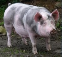 ISPA: cerdos pietrain